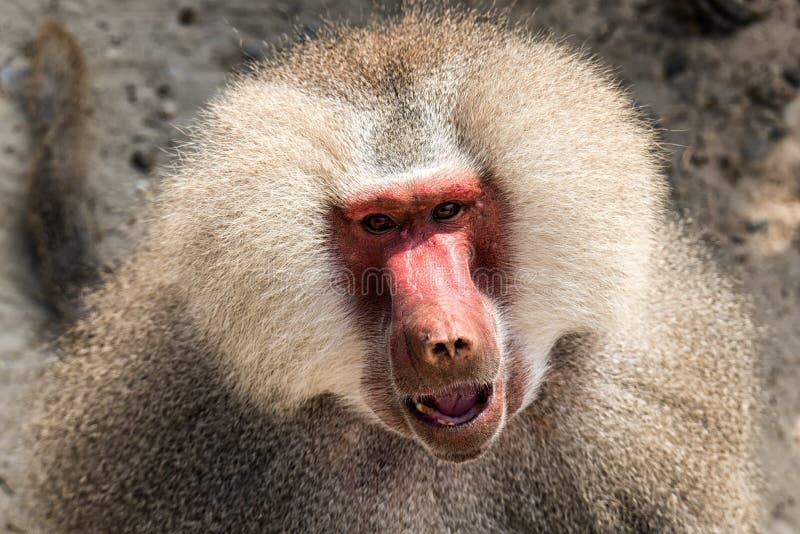 73 Un Babbuino Arrabbiato Foto - Foto Stock Gratis e Royalty-Free da ...