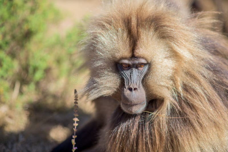 Ritratto Del Babbuino Di Gelada Fotografia Stock - Immagine di animale ...