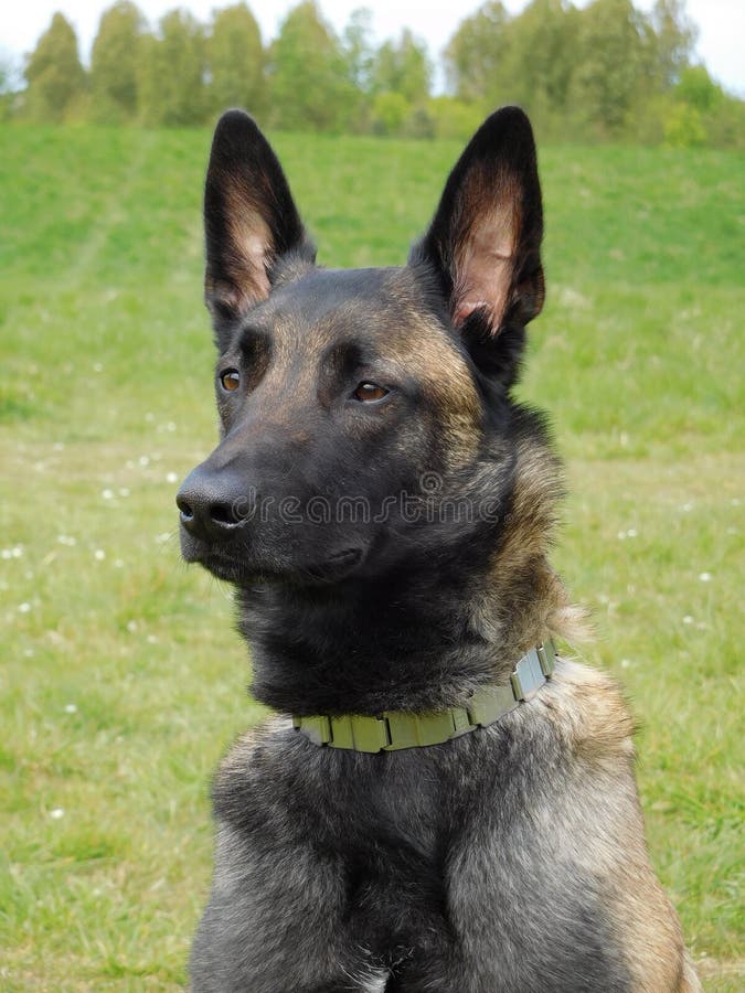 Ritratto Del Cane Da Pastore Belga Malinois Fotografia Stock - Immagine ...