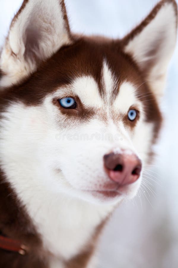 Ritratto Del Cane Marrone Del Husky Fotografia Stock - Immagine di ...