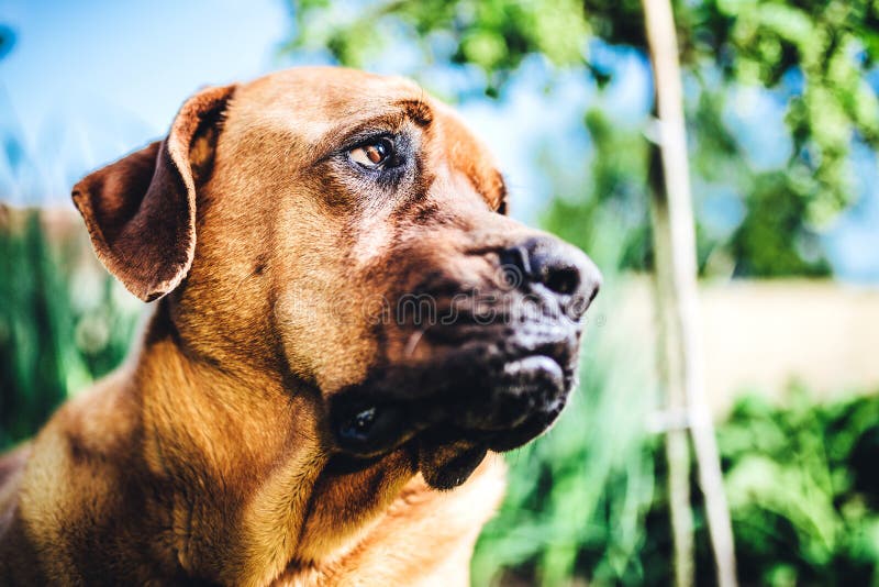 Ritratto Del Cane Del Ridgeback Di Rhodesian Immagine Stock - Immagine ...
