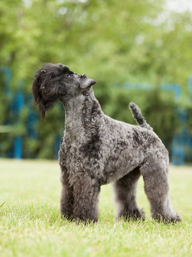 Ritratto Del Cane Di Razza Di Kerry Blue Terrier Fotografia Stock ...
