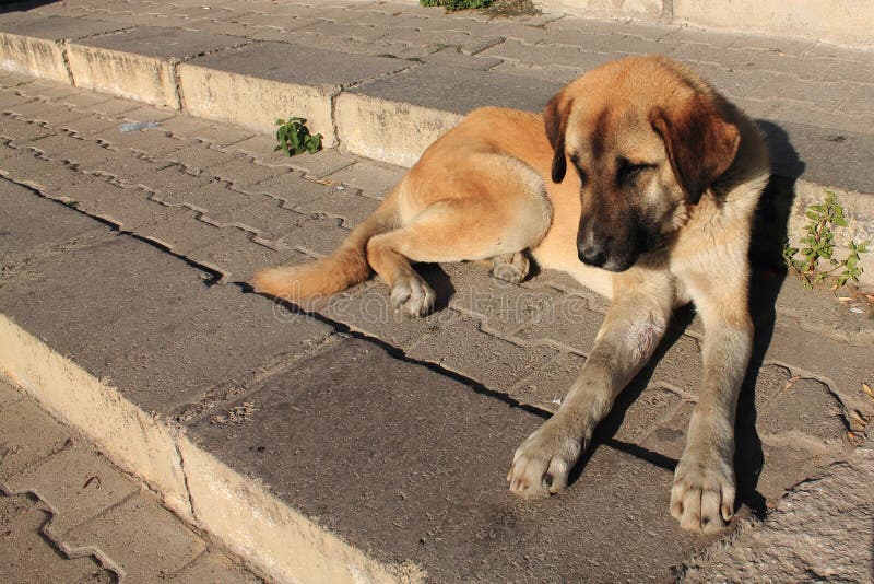 Cane Pastore Turco fotografia stock. Immagine di ritratto - 9101160