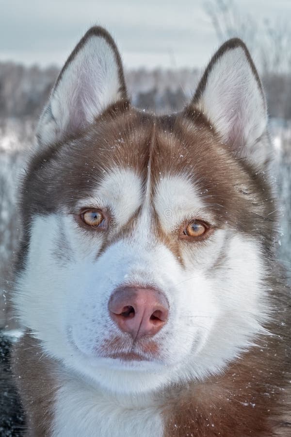 Cane Marrone Del Husky Del Ritratto Su Fondo Del Cielo Verde Di Sera E ...