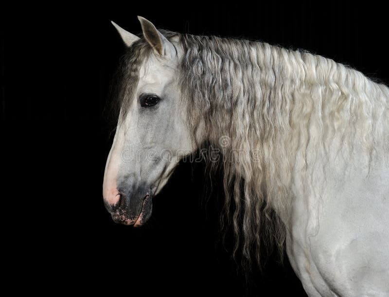 Cavallo Grigio Del Purosangue Andaluso Nel Campo Di Inverno Nel Moto ...