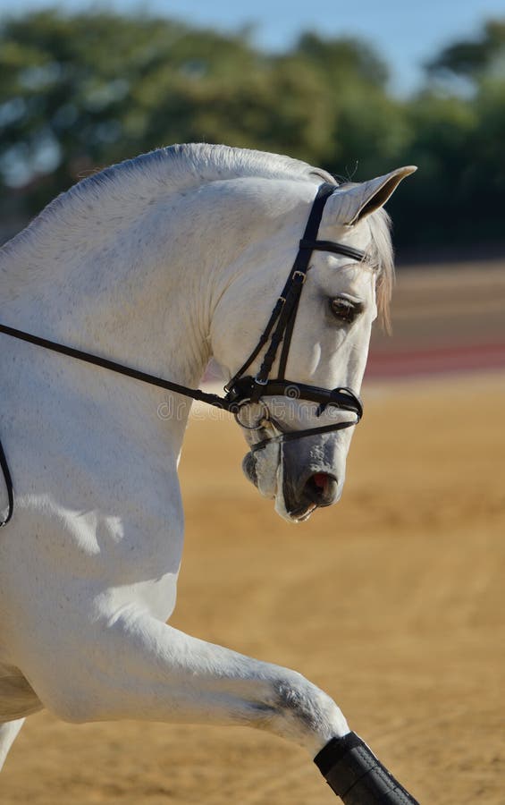 Ritratto Del Cavallo Andaluso Fotografia Stock - Immagine di staffa ...