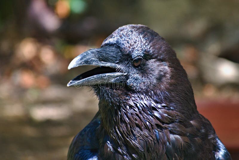 Testa Del Corvo Foto Stock - Download 1,082 Royalty Free Photos