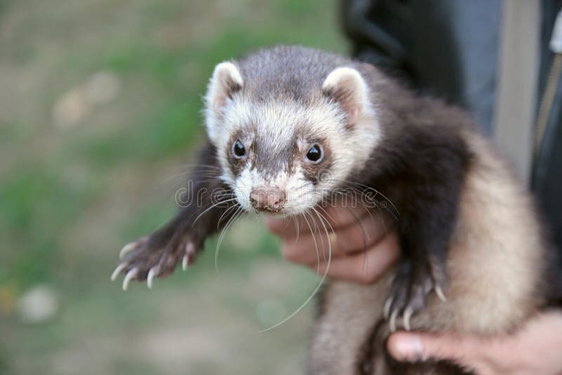 Furetto Dell'animale Domestico Del Primo Piano Su Erba Immagine Stock ...