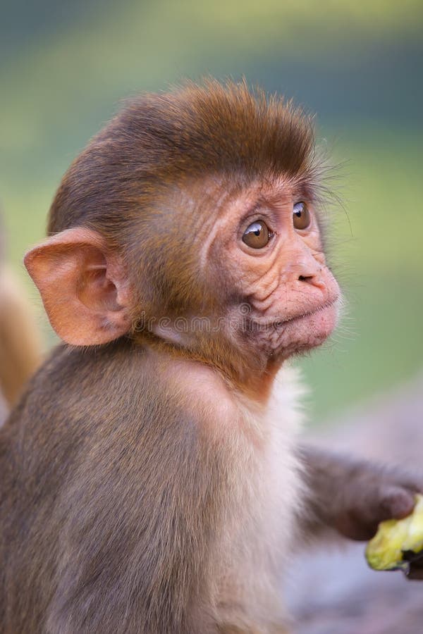 Ritratto Del Macaco Del Reso (mulatta Del Macaca) Immagine Stock ...