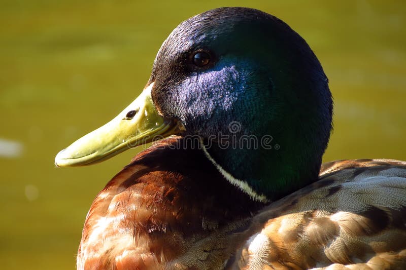 Ritratto Del Maschio Dell'anatra Selvatica Immagine Stock - Immagine di ...