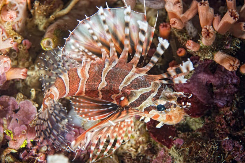 Ritratto Del Pesce Del Leone Dello Scorpione Mentre L'Indonesia D ...