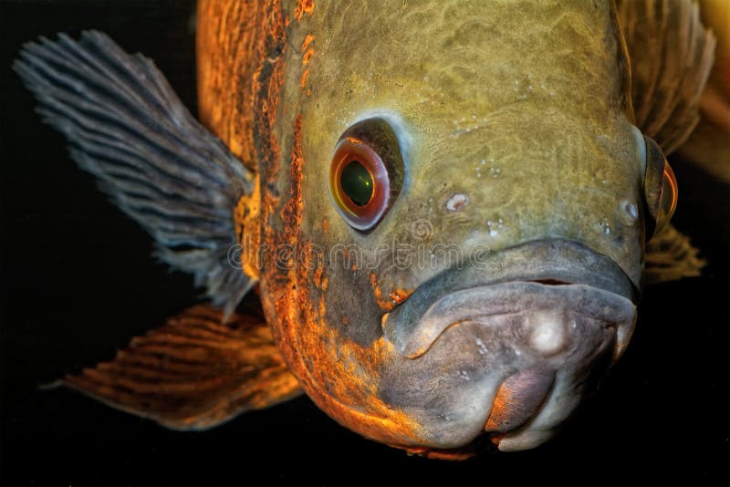 Ritratto Del Pesce Di Oscar Immagine Stock - Immagine di subacqueo ...