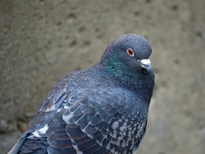 Ritratto del piccione fotografia stock. Immagine di piccione - 82377570
