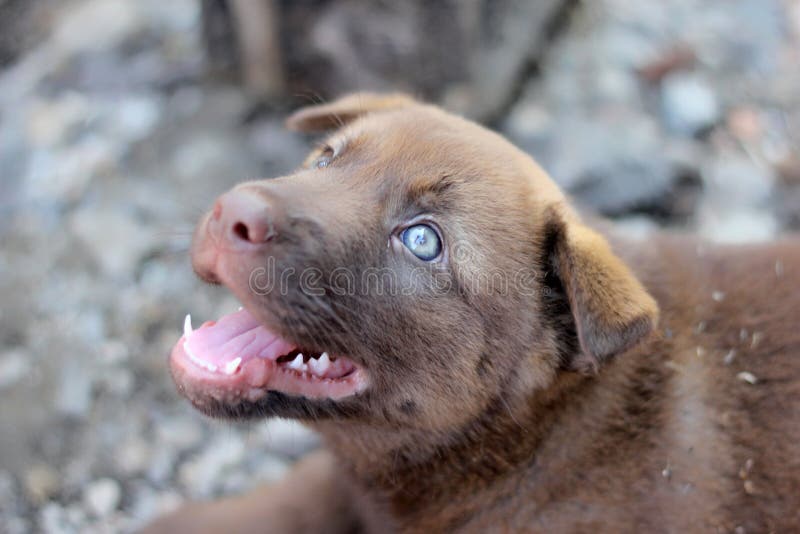 Ritratto del piccolo cane fotografia stock. Immagine di femmina - 42814736