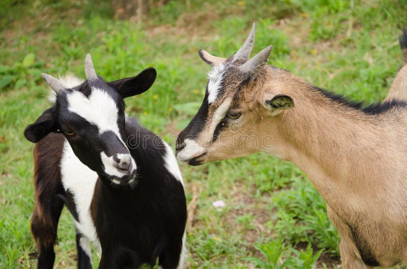Ritratto Della Capra Tibetana Che Mostra Il Suo Pene Immagine Stock ...