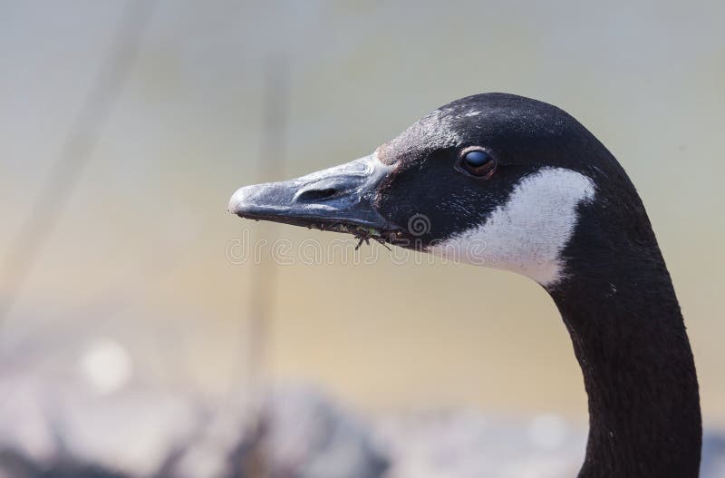 Ritratto Del Primo Piano Di Un'oca Nera Immagine Stock - Immagine di ...