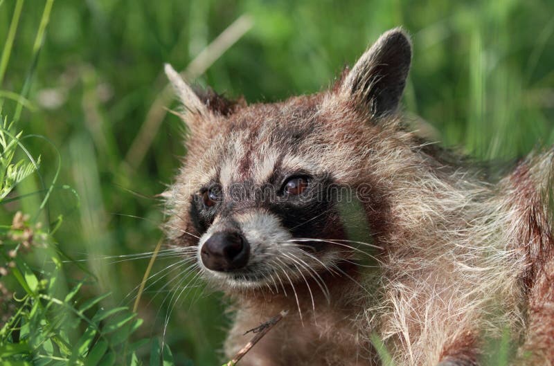 Ritratto del procione immagine stock. Immagine di nave - 59295703