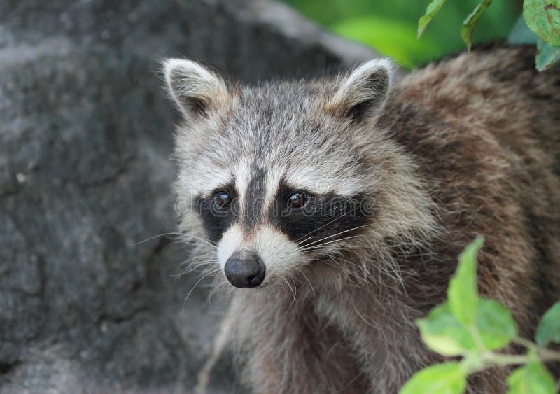 Ritratto del procione immagine stock. Immagine di nave - 59295703