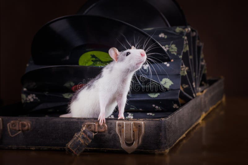 Ritratto Del Ratto Domestico Immagine Stock - Immagine di mammiferi ...