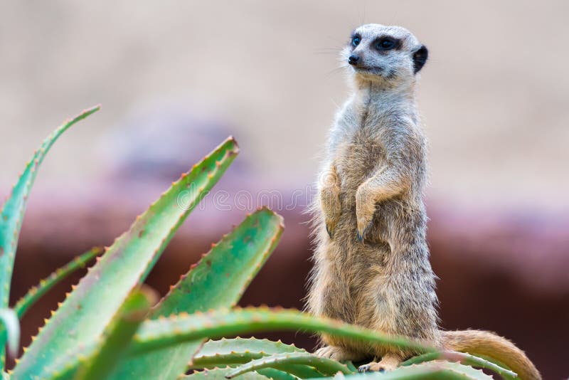 Meerkat Suricata Suricatta Timon, Nel Deserto Di Kalahari, In Sabbia ...