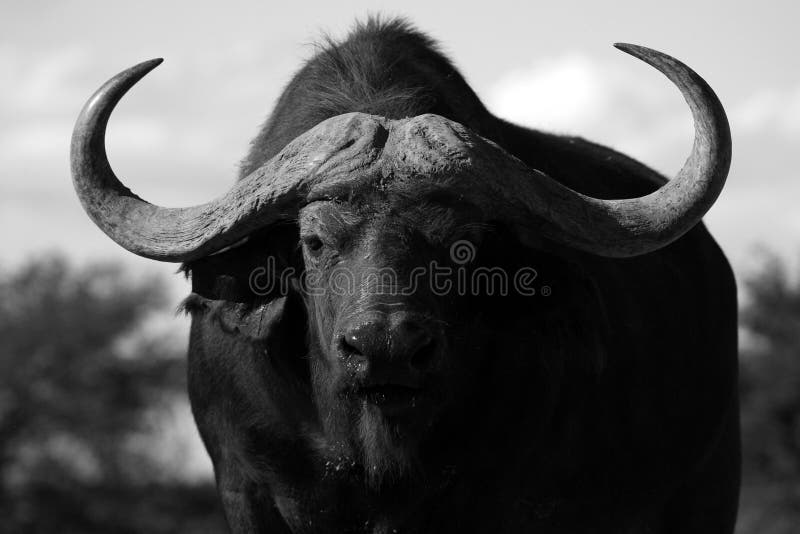 Ritratto Del Toro Della Buffalo Di Capo Fotografia Stock - Immagine di ...