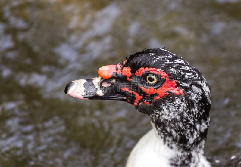Ritratto dell'anatra muta immagine stock. Immagine di occhi - 67913643