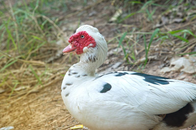 Madre Dell'anatra Muta Con Gli Anatroccoli L'anatra Muschiata Immagine ...