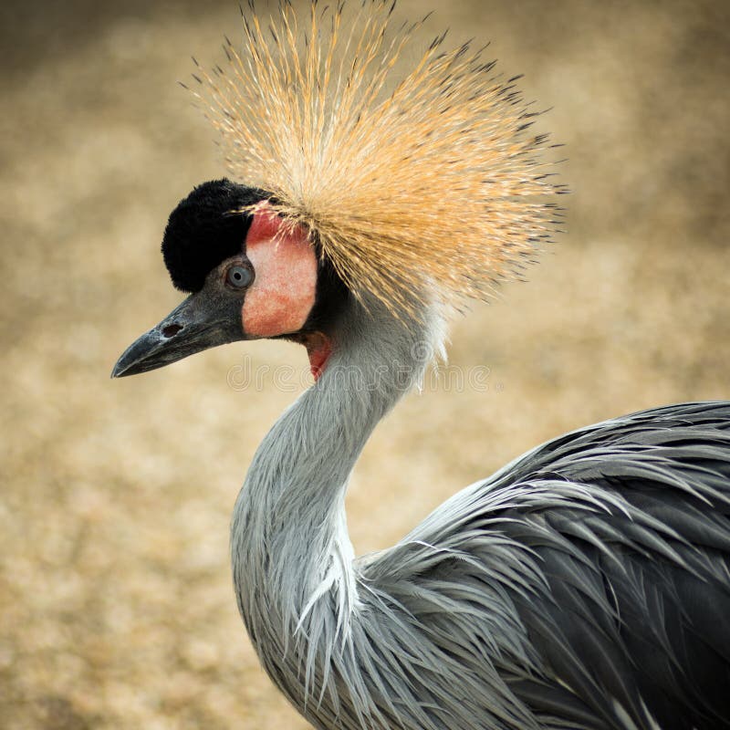 Gru animale sul lago fotografia stock. Immagine di waterbird - 196713618