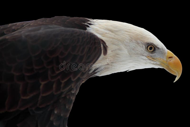 Aquila calva fotografia stock. Immagine di aquile, animale - 1047960