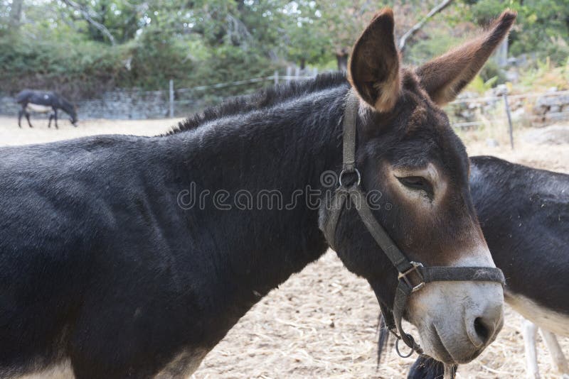 Recinto Dell Asino Foto Stock - Download 154 Royalty Free Photos