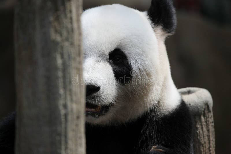 Ritratto Dell'orso Di Panda Immagine Stock - Immagine di asia, cina ...