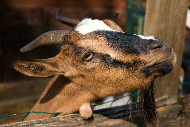 Ritratto della capra fotografia stock. Immagine di animale - 3473532