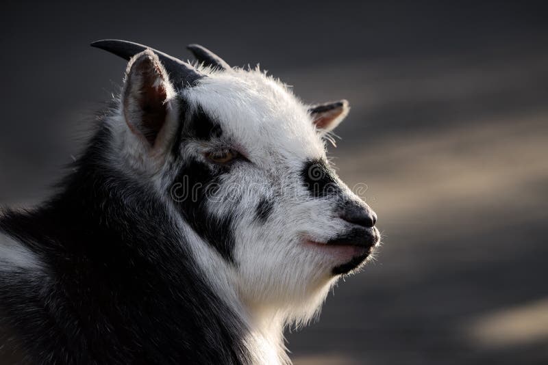 Ritratto Della Capra Pigmea Immagine Stock - Immagine di bianco, pigmeo ...