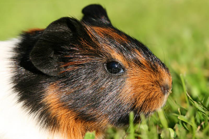 Ritratto Della Cavia Immagine. Immagine: 2700971