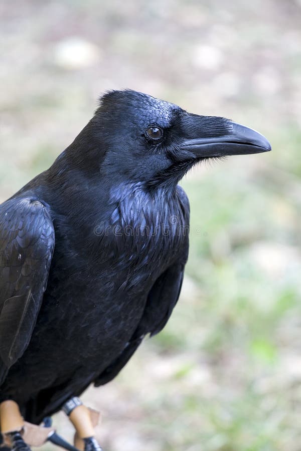 Ritratto Della Condizione Nera Del Corvo - Corvo Comune Fotografia ...