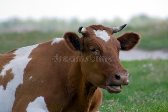 Ritratto di mucca immagine stock. Immagine di prato, mosca - 5918895