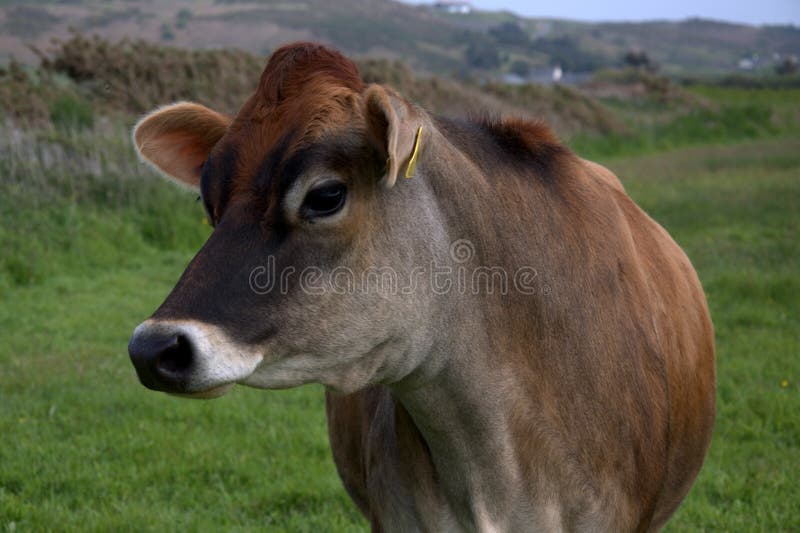Ritratto Della Mucca Della Jersey Fotografia Stock - Immagine di ...