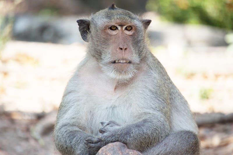 Ritratto della scimmia fotografia stock. Immagine di caldo - 64790430