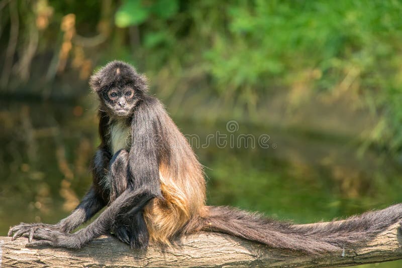 Scimmie Di Ragno Di Geoffroy (geoffroyi Del Ateles) Fotografia Stock ...