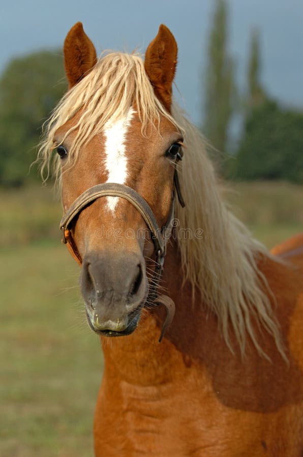 Ritratto Di Testa Di Cavallo Fotografia Stock - Immagine di teste ...