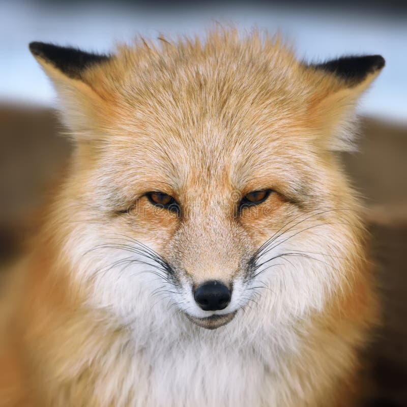 Ritratto della volpe rossa immagine stock. Immagine di sfondo - 85181705