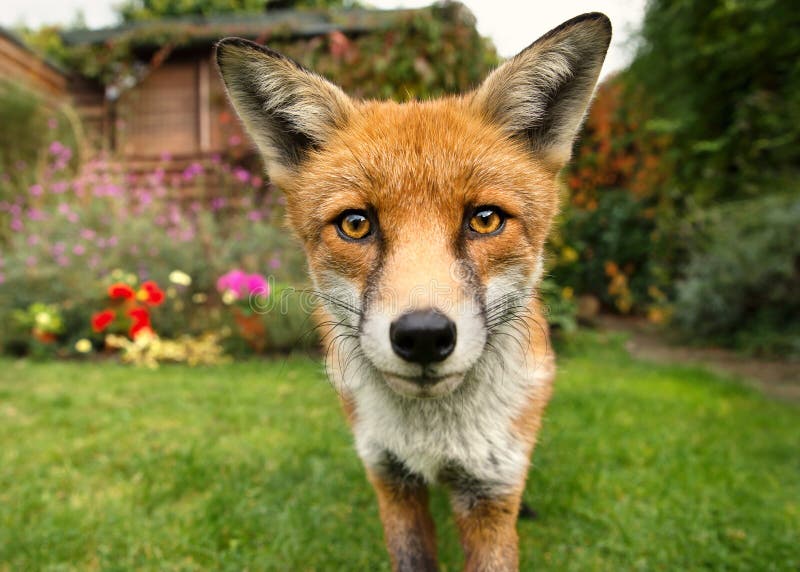 Ritratto della volpe rossa fotografia stock. Immagine di interessare ...