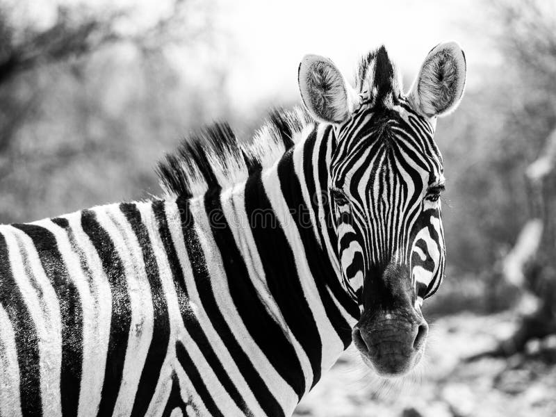 Ritratto Di Zebra in Bianco E Nero Fotografia Stock - Immagine di ...