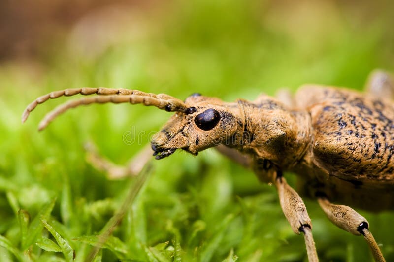 Ritratto Dello Scarabeo Della Mucca Texana Immagine Stock - Immagine di ...