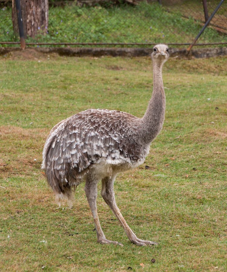 Struzzo Che Sta Sulla Savana Africana Su Fondo Di Erba Alta E Di Un ...