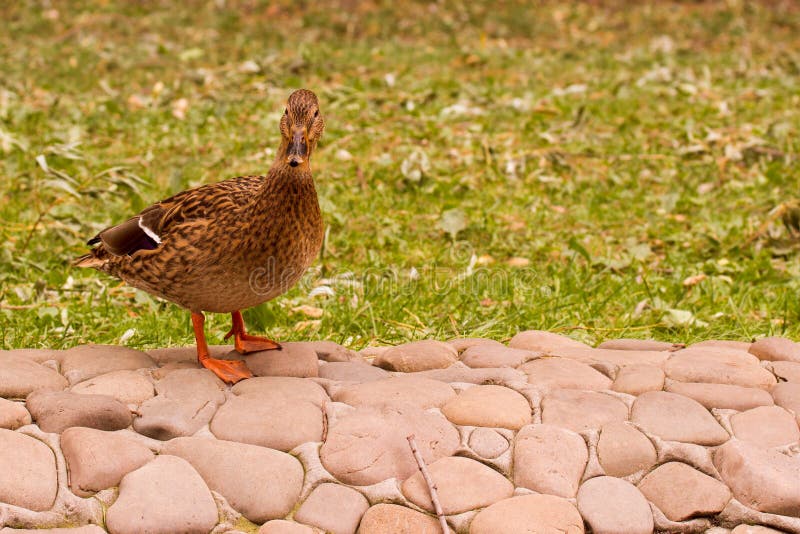 Le Zampe Palmate Dell'anatra Fotografia Stock - Immagine di uccello ...