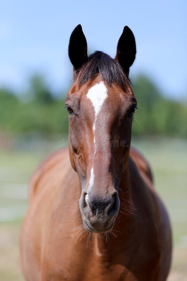 Ritratto Di Un Bellissimo Cavallo Purosangue Giovane Fotografia Stock ...