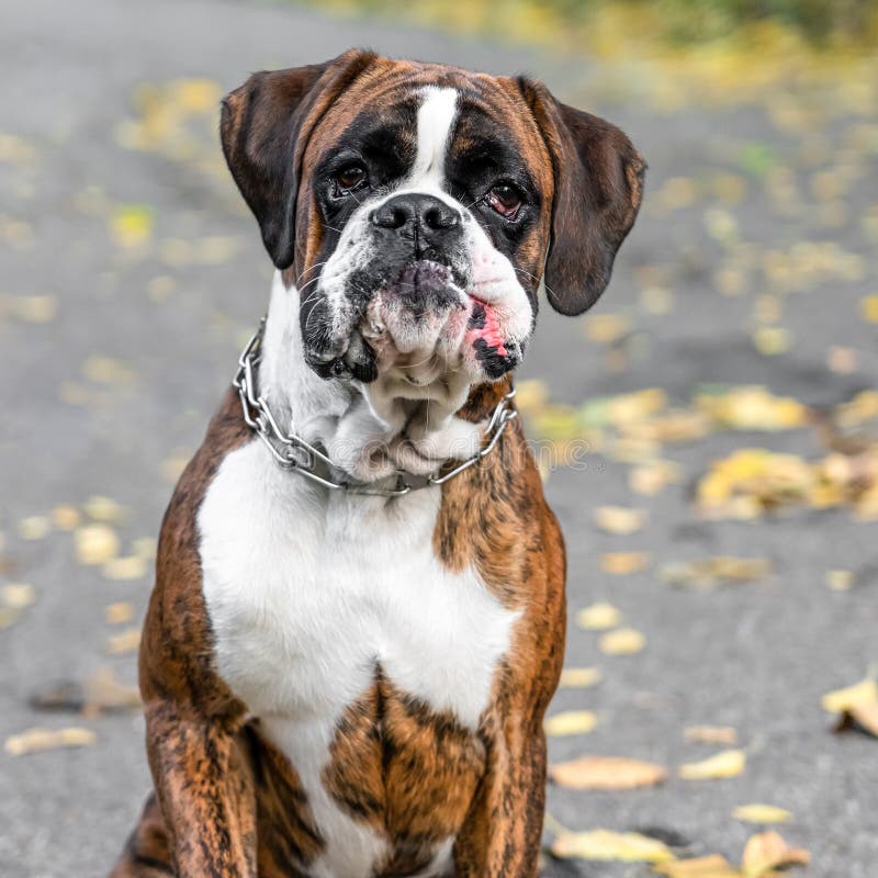 Ritratto Di Cane Di Boxer in Parco Fotografia Stock - Immagine di ...