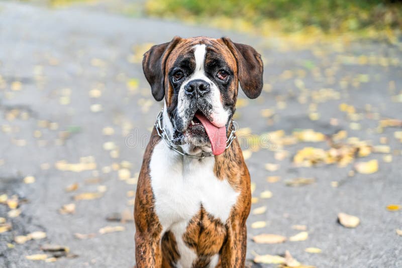 Ritratto Di Cane Di Boxer in Parco Fotografia Stock - Immagine di razza ...