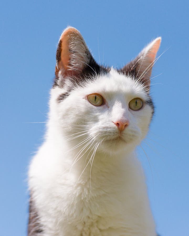 Cat on Ornate Bench Bianca E Nera Alta Immagine Stock - Immagine di ...